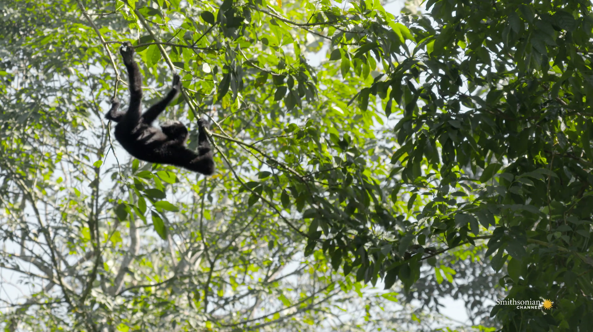 How Fast Can Gibbons Swing Through the Forest? Smithsonian Magazine