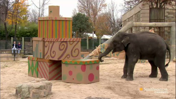 An Adorable Birthday Party for a Baby Elephant Smithsonian Magazine