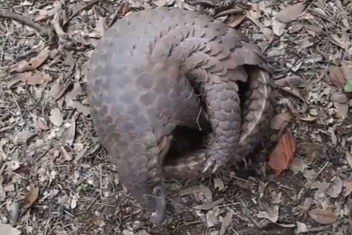 World Pangolin Day 2015 Smithsonian Magazine
