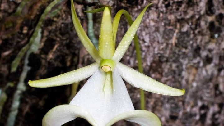 The Endangered Orchids of North America Smithsonian Magazine