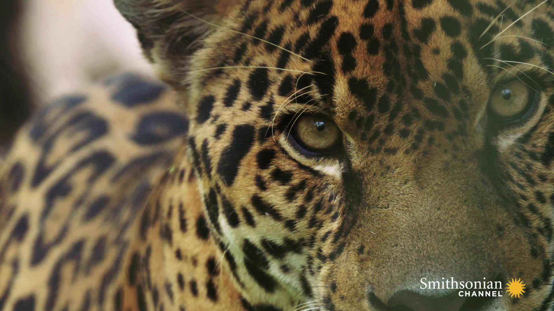 This Footage of Jaguars in Panama Could Save Their Lives Smithsonian ...