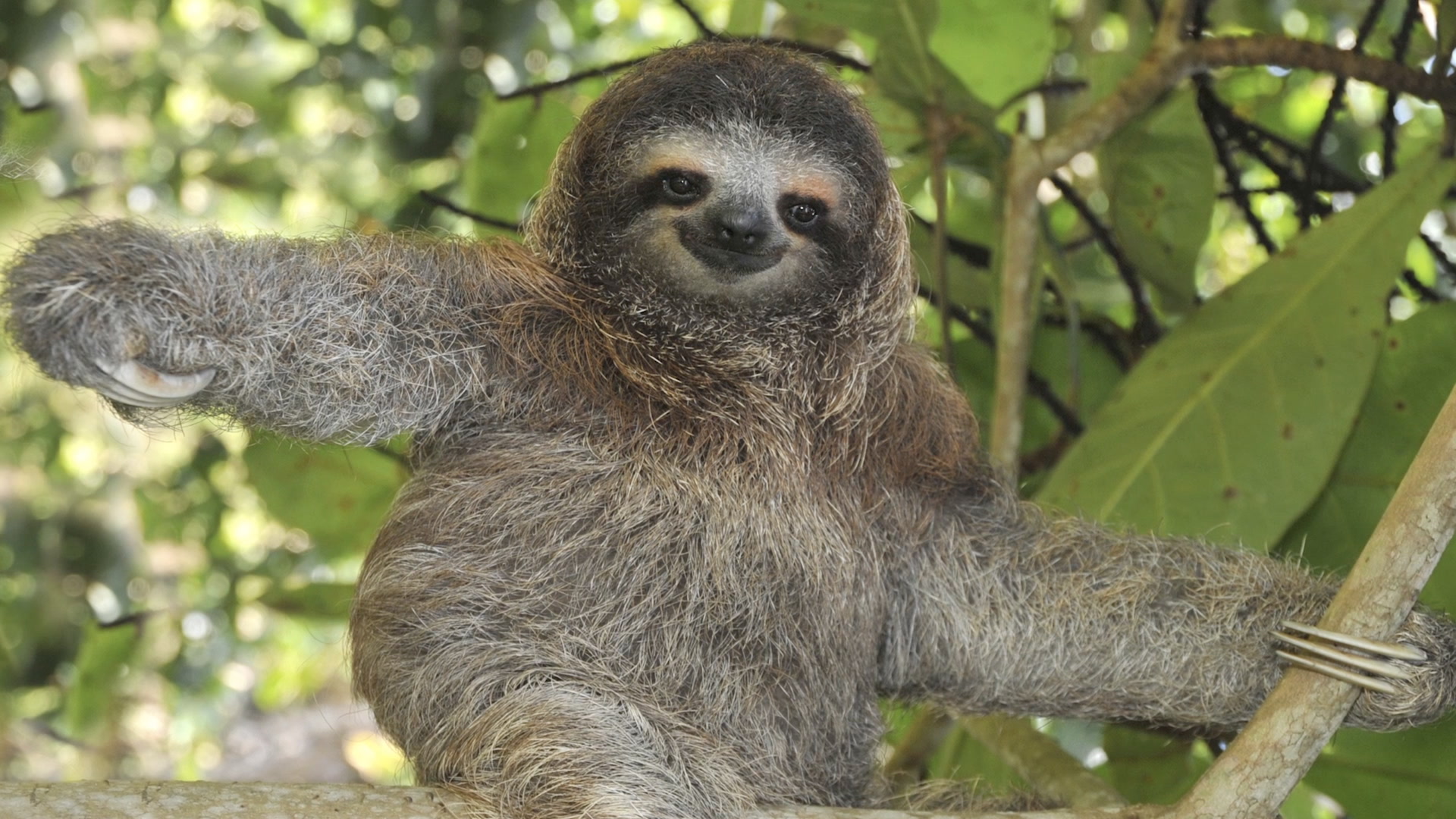 SmartNews: Suicidal Sloths? Smithsonian Magazine