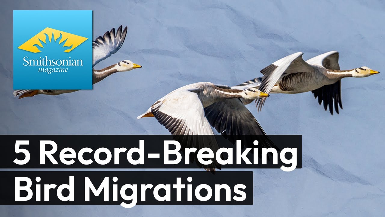 5 Record-Breaking Bird Migrations Smithsonian Magazine