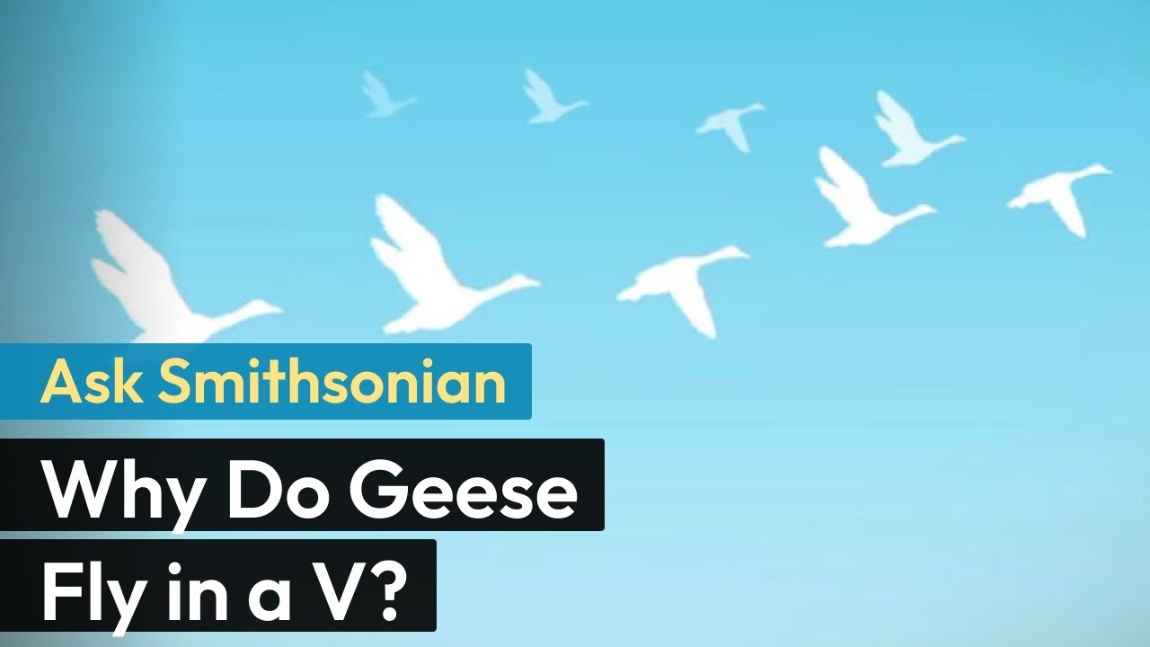 Ask Smithsonian: Why Do Geese Fly in a V? Smithsonian Magazine
