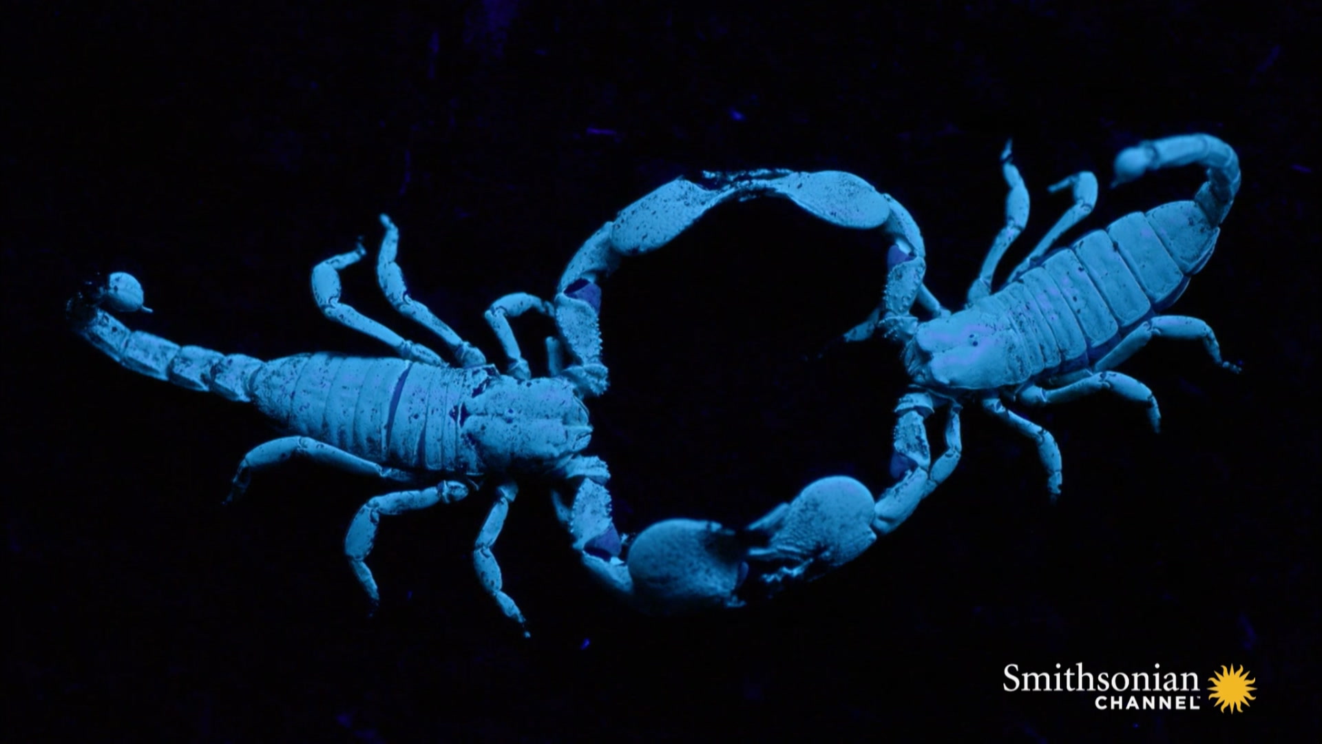 Scorpions Choose Their Mates by Dancing With Them Smithsonian Magazine