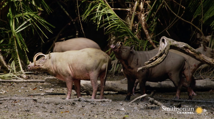 Meet the Strangest Pigs in the World Smithsonian Magazine