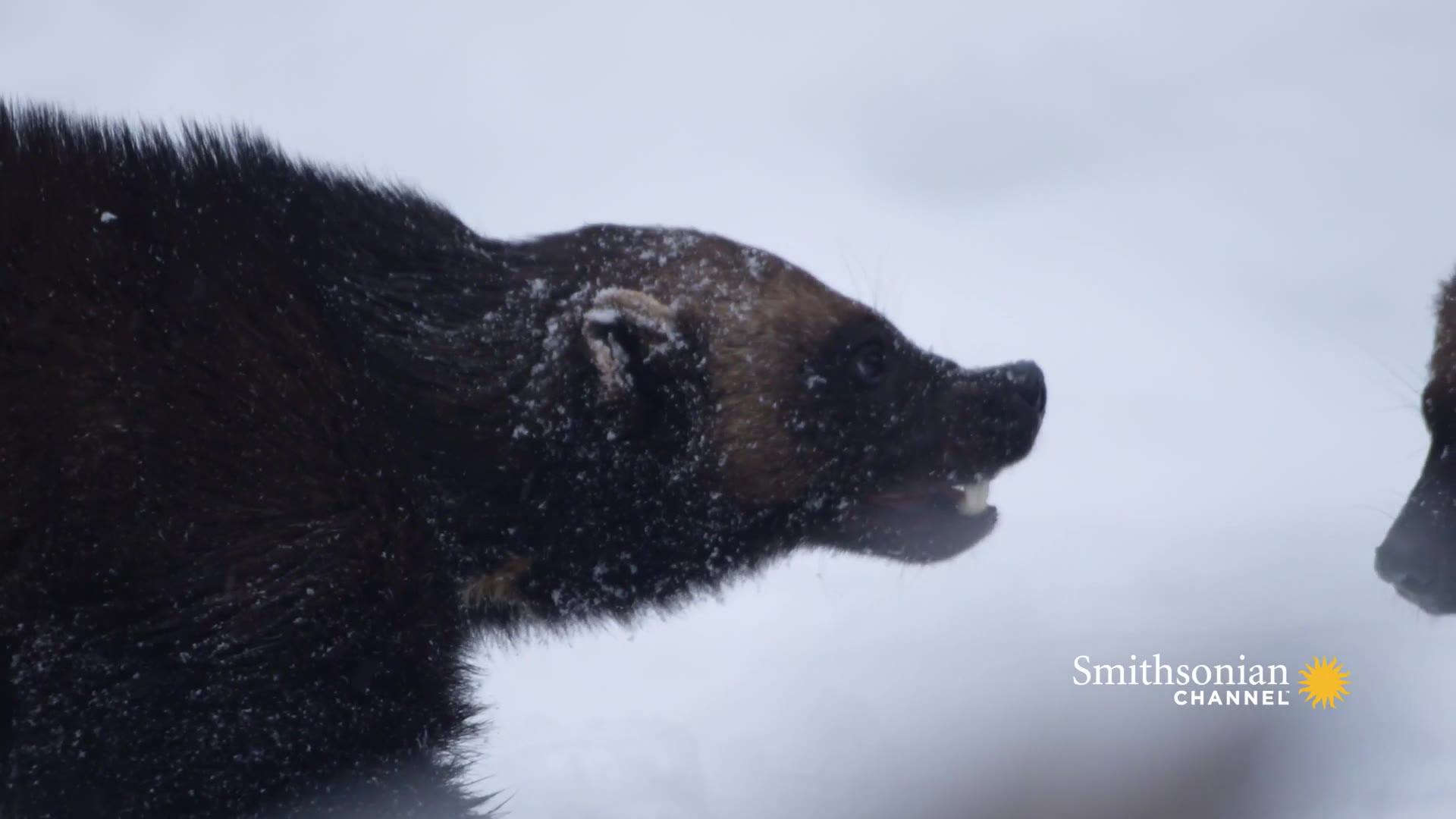 Attacking a Male, Mother Wolverine Mistakes Mate for Intruder ...