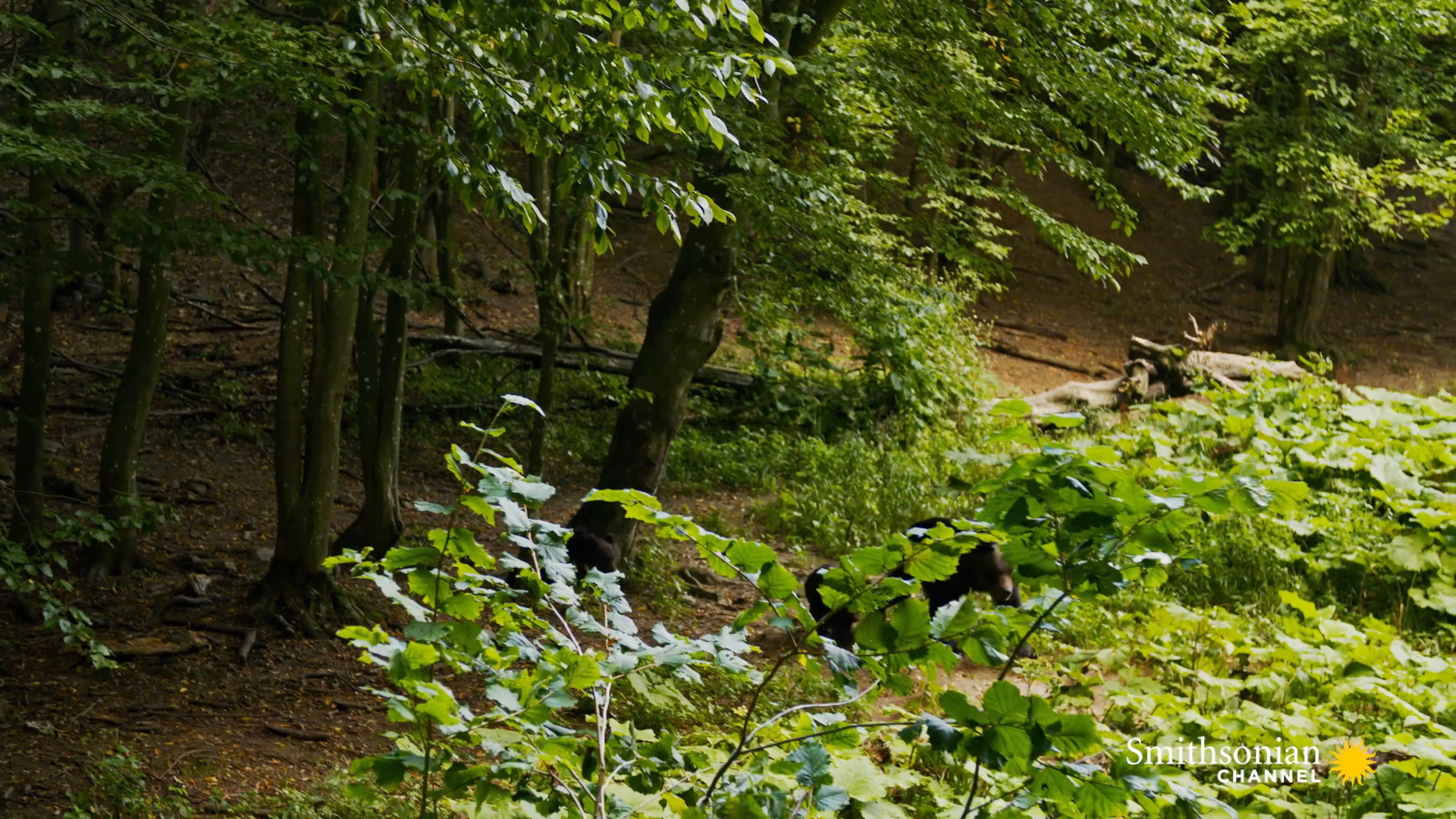 A Female Bear Tries to Fend off an Aggressive Male Bear Smithsonian ...
