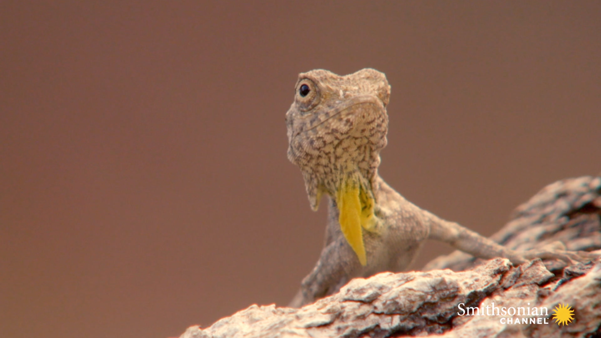 Why Is This Lizard Doing Push-Ups? Smithsonian Magazine