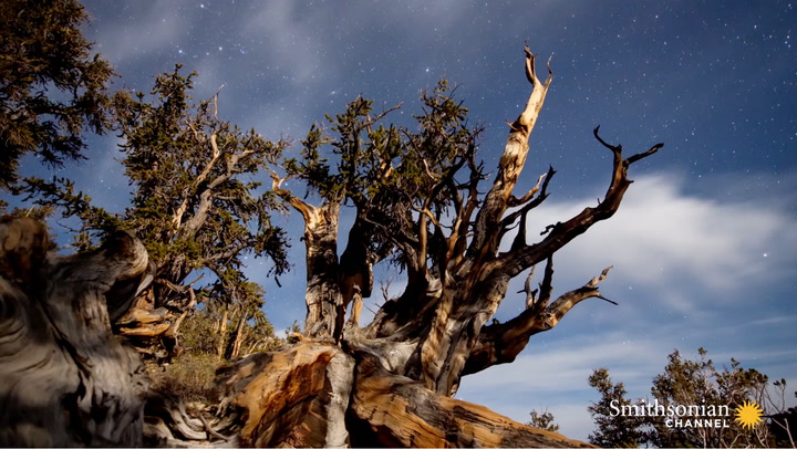 These Trees Uncover What Plunged Egypt's Climate Into Chaos Smithsonian ...