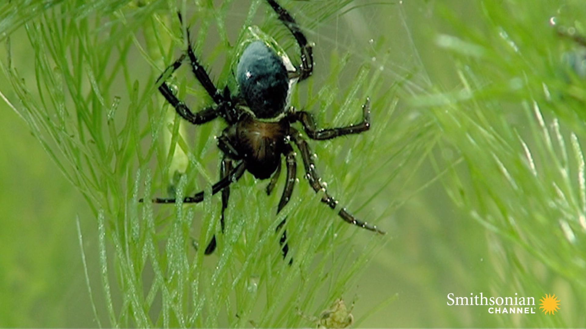 Incredible: This Underwater Spider Has an Actual Scuba Tank Smithsonian ...