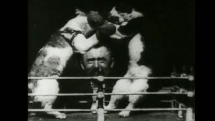 Thomas Edison's Boxing Cats Smithsonian Magazine