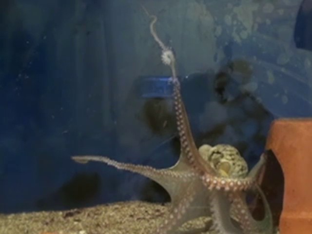 Eating the Amputated Arm of Another Octopus Smithsonian Magazine