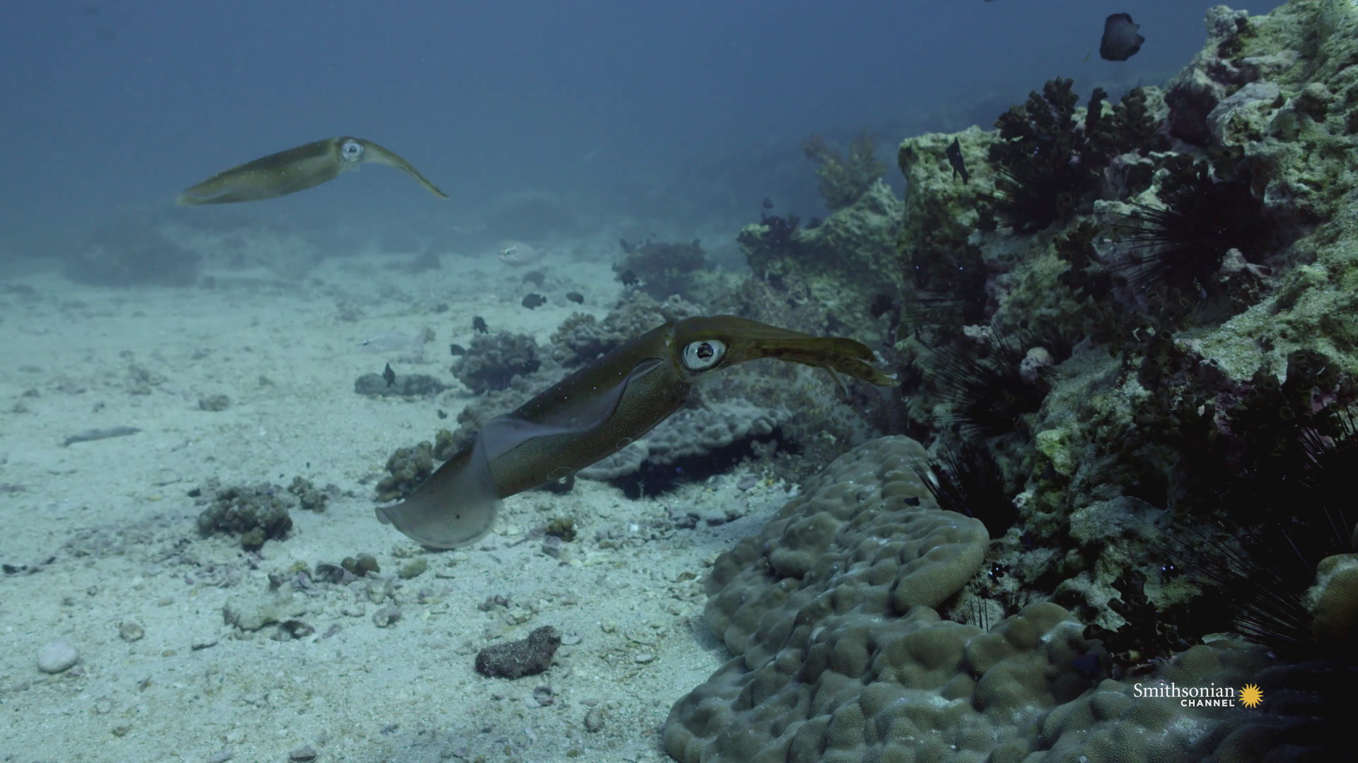 Fascinating Footage of a Reef Squid Protecting His Mate Smithsonian ...