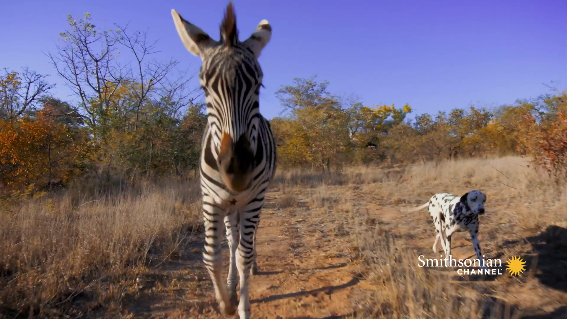 This Orphan Zebra and Two Dalmatians Are Close Smithsonian Magazine