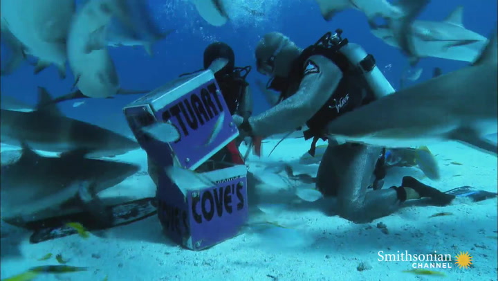 Youve Never Seen a Shark Feeding Frenzy Like This Smithsonian Magazine