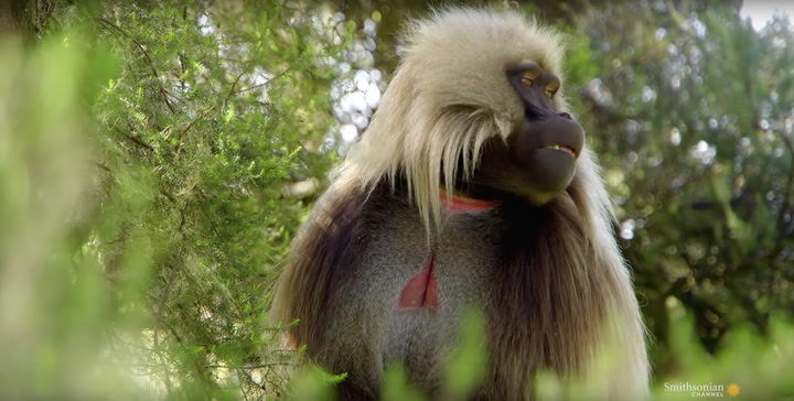 Are Gelada Cries the Closest Thing We Have to Human Speech? Smithsonian ...