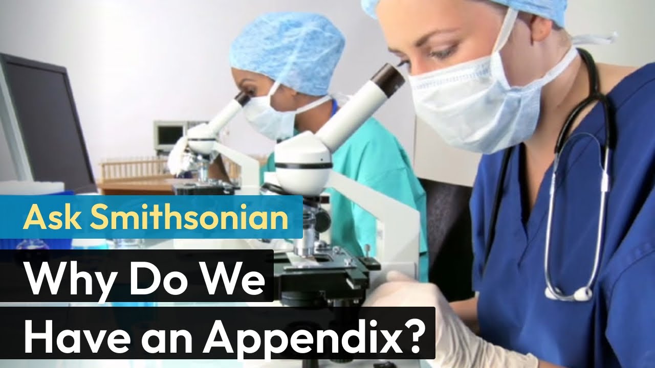 Ask Smithsonian: Why Do We Have an Appendix? Smithsonian Magazine