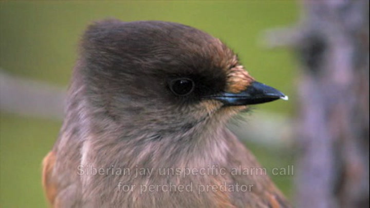 Avian Warning System Smithsonian Magazine