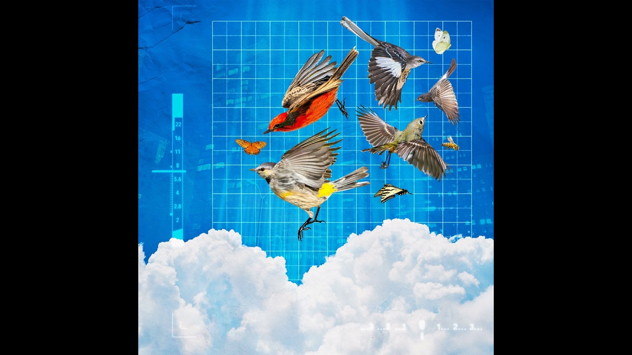 Birds, Bats and Bugs: The Teeming World Above Our Heads Smithsonian ...