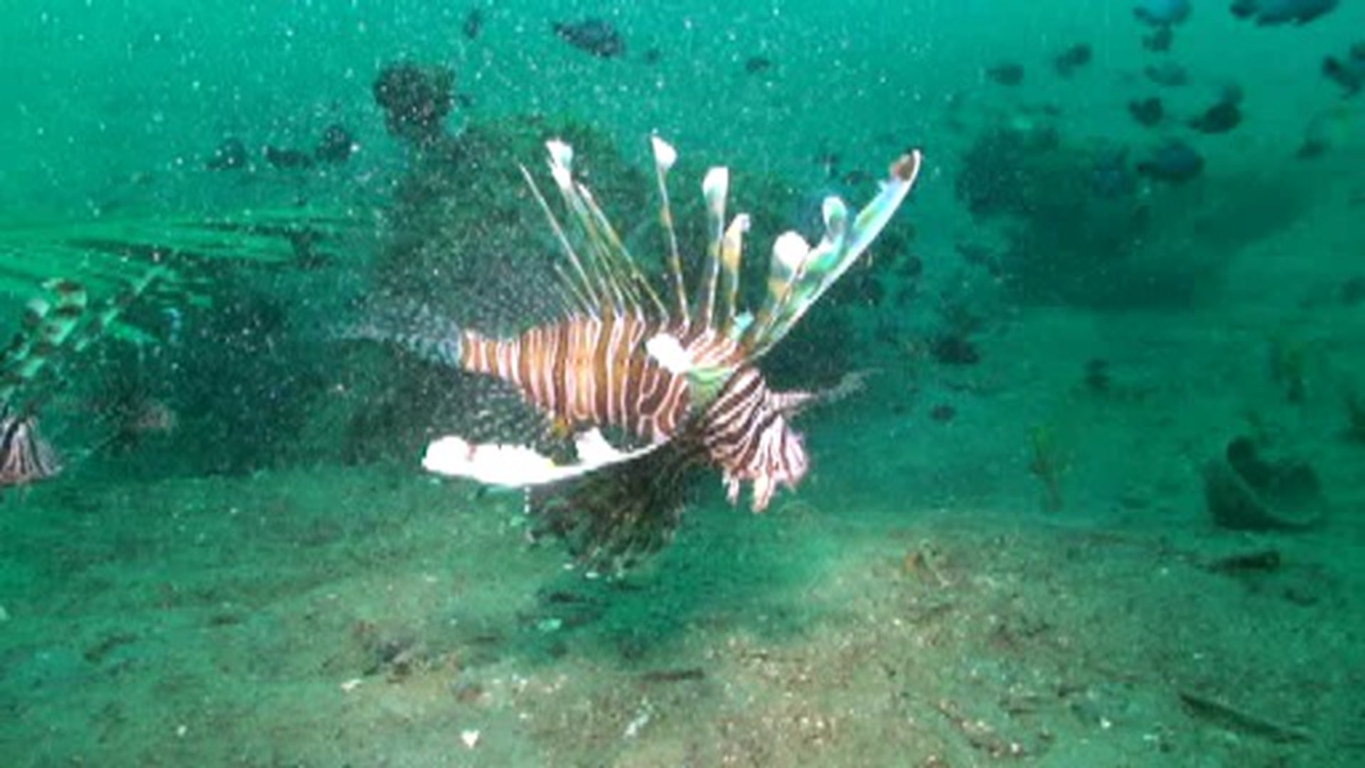 The Colorful Lionfish Under the Sea Smithsonian Magazine