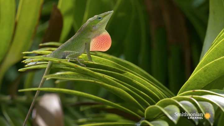 The Lizard's Tale 101: Meet the Anoles Smithsonian Magazine