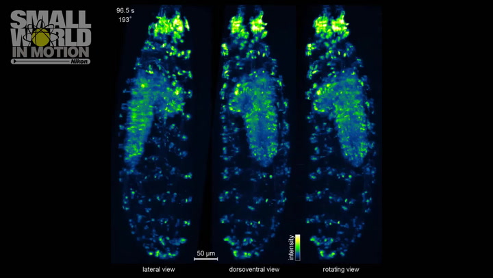 Zebrafish Embryo - Dr. Philipp Keller and Raghav K. Chhetrii ...