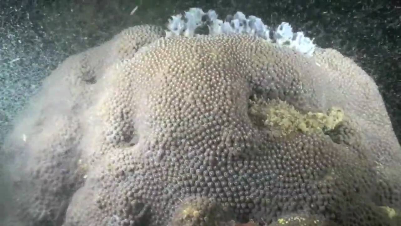 How Coral Reefs Spawn Smithsonian Magazine