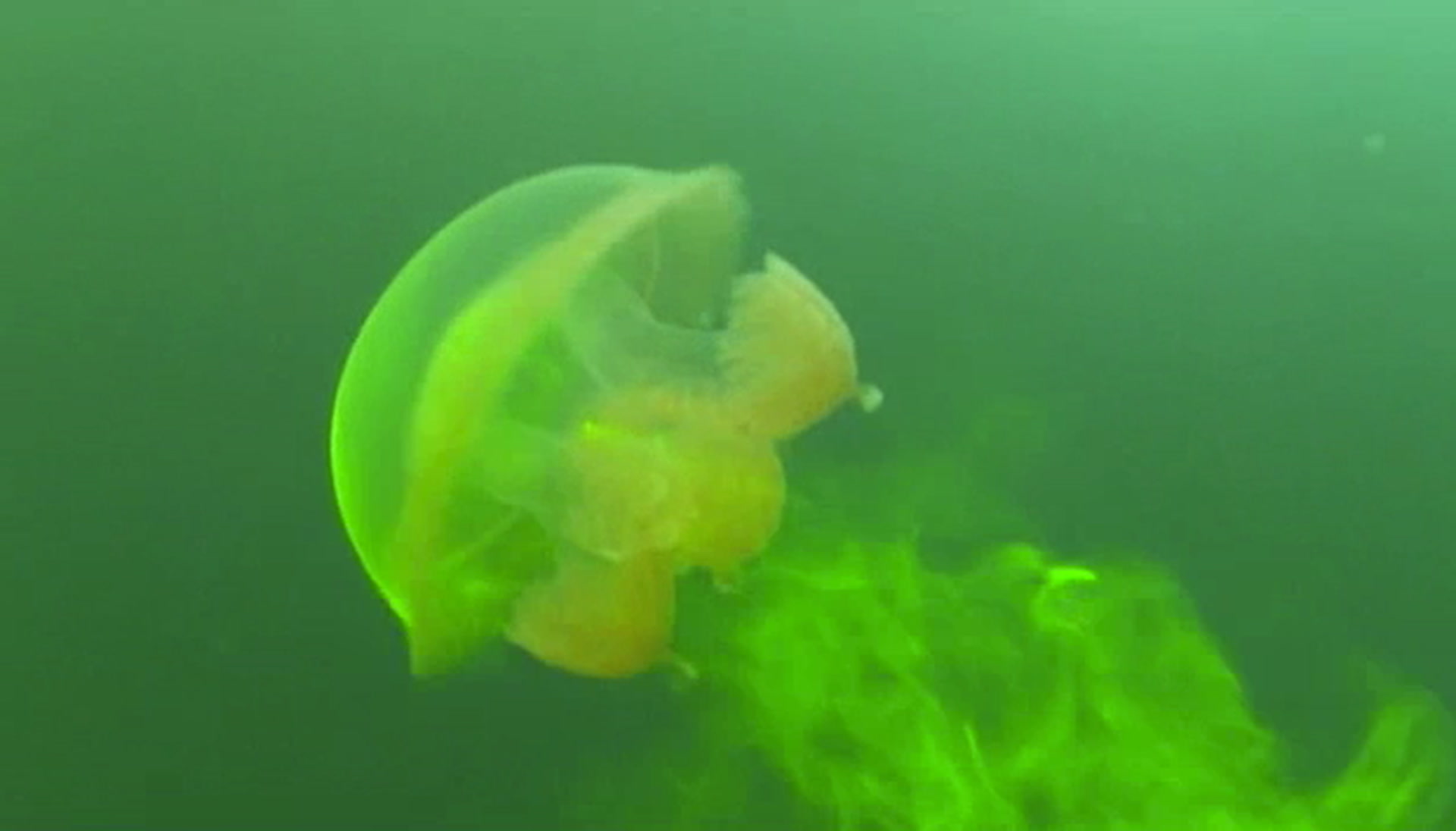 Jellyfish are Stirring Up the Ocean Smithsonian Magazine