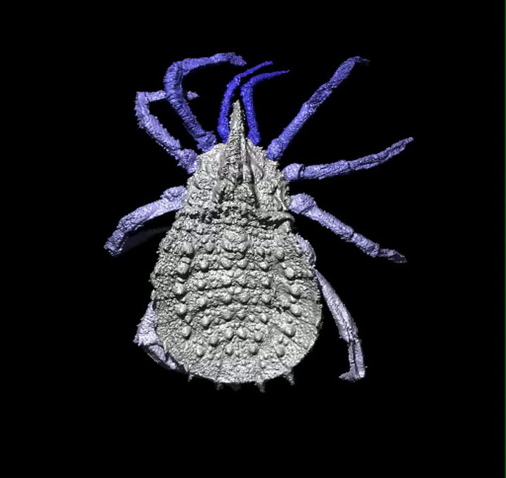 A Long-Legged Prehistoric Spider Smithsonian Magazine