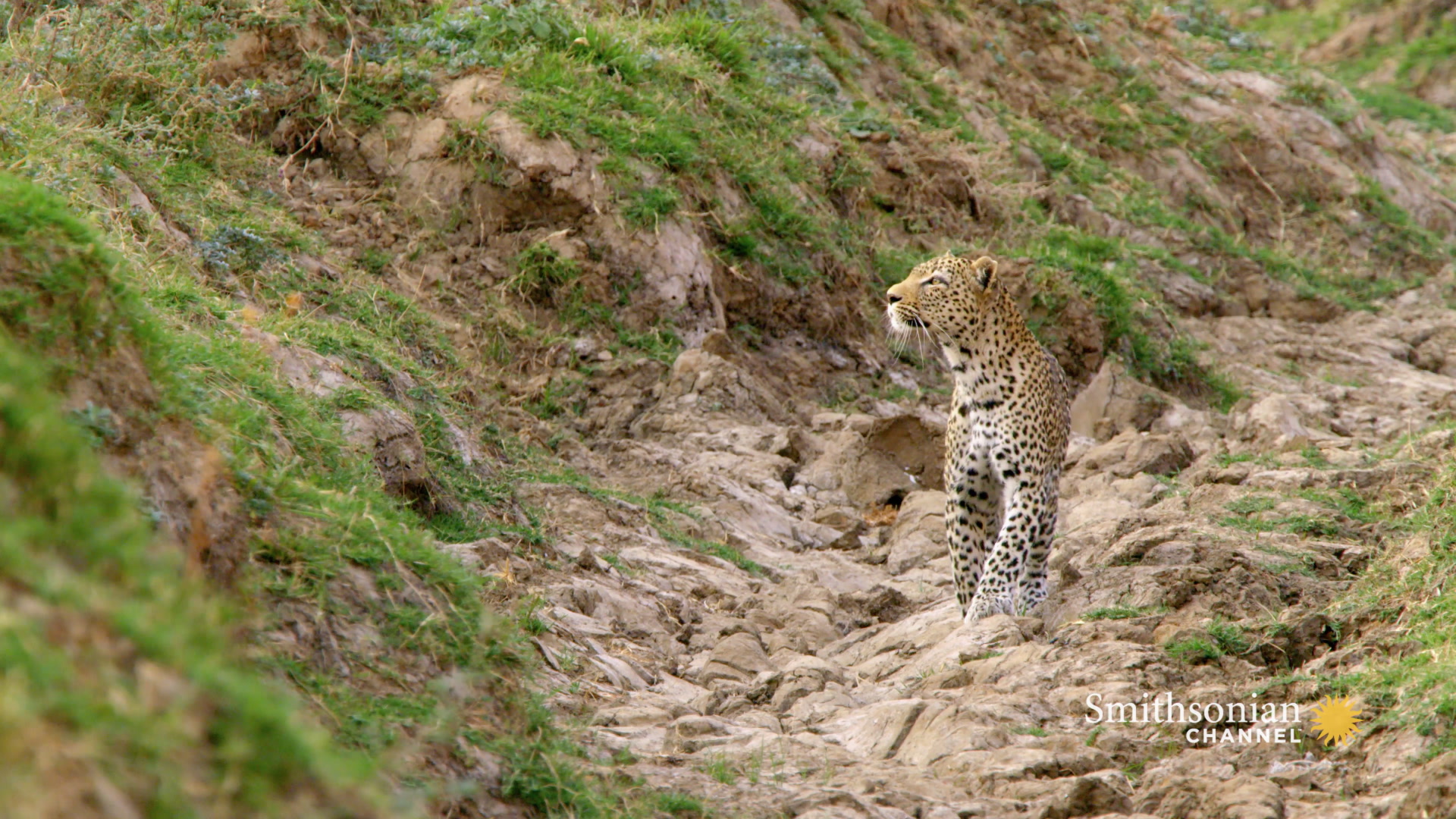 This Leopard Is Waiting for the Perfect Moment to Strike Smithsonian ...