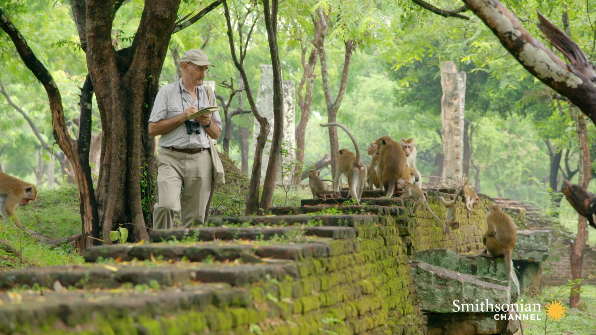 This Scientist Has Been Studying Monkeys for Over 50 Years Smithsonian ...