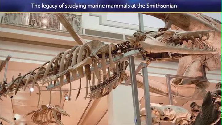 Digitizing a Fossil Whale Graveyard Smithsonian Magazine