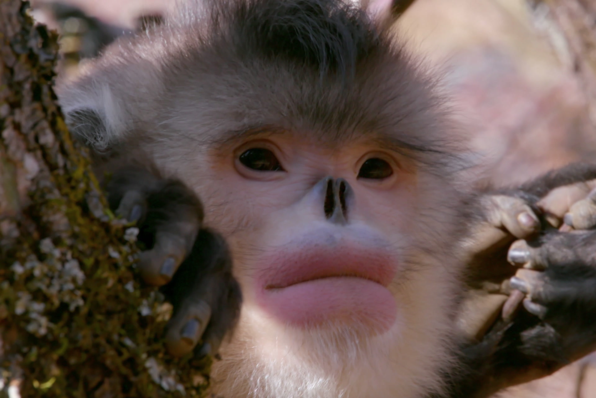 How Snub-Nosed Monkeys Adapted to Extreme Cold Smithsonian Magazine