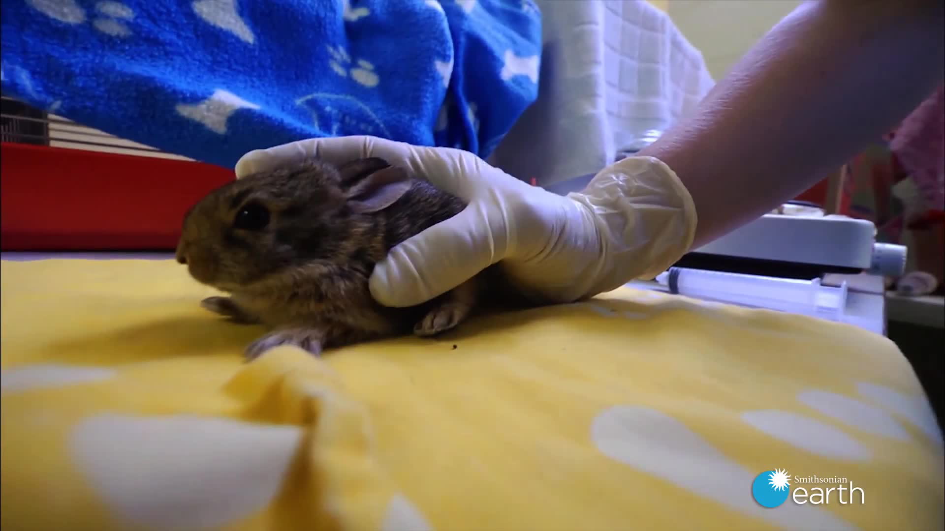 Saving a Nest of Baby Rabbits Mauled by a Dog Smithsonian Magazine