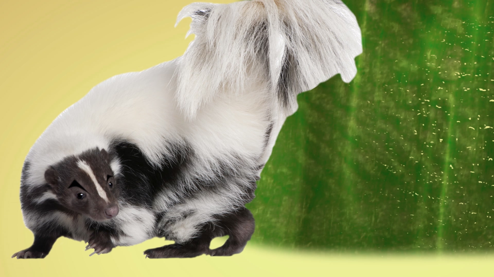 Ask Smithsonian: What Makes Skunk Spray Smell So Terrible? Smithsonian ...