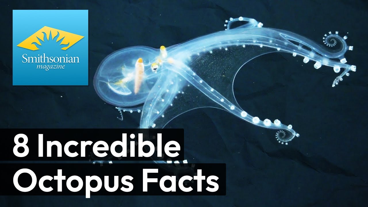 8 Mind-Boggling Facts About the Octopus Smithsonian Magazine