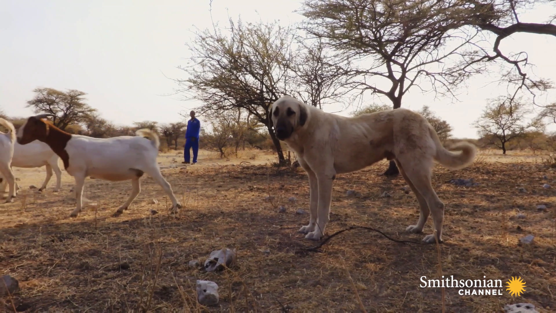 This Anatolian Guard Dog Protects Both Livestock and Predators ...