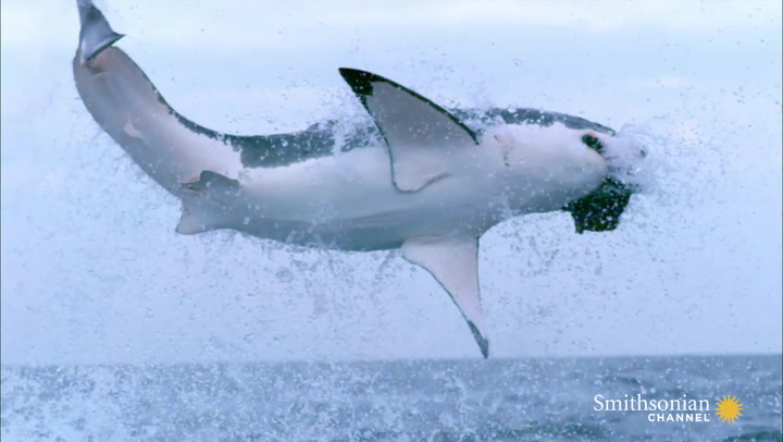 The Secret of a Shark's Eyes Smithsonian Magazine