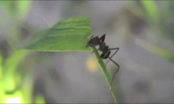 Zooming in on Ants Smithsonian Magazine