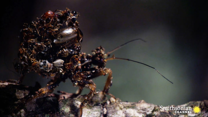 This Bug Wears Its Victims' Carcasses as Camouflage Smithsonian Magazine
