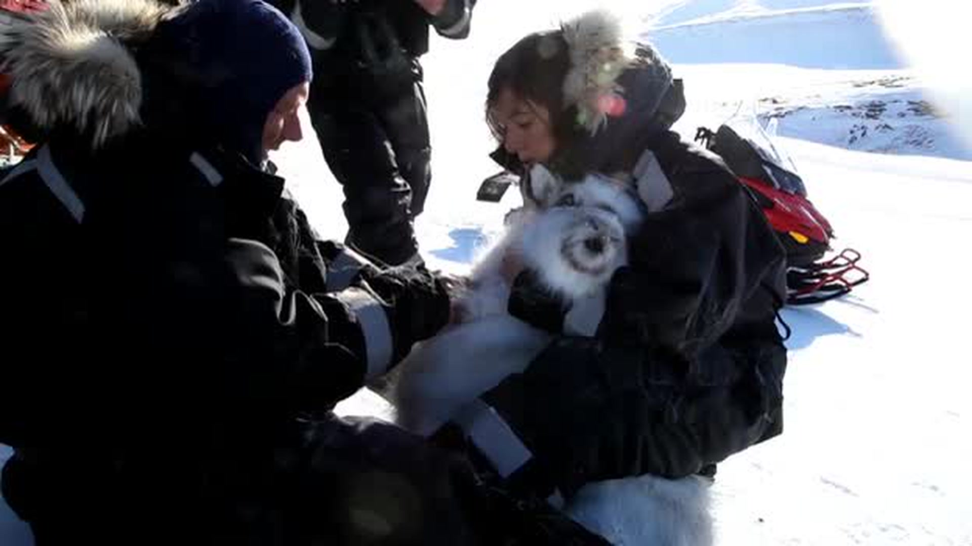 How Scientists Are Tagging Reindeer to Track Climate Change Smithsonian ...