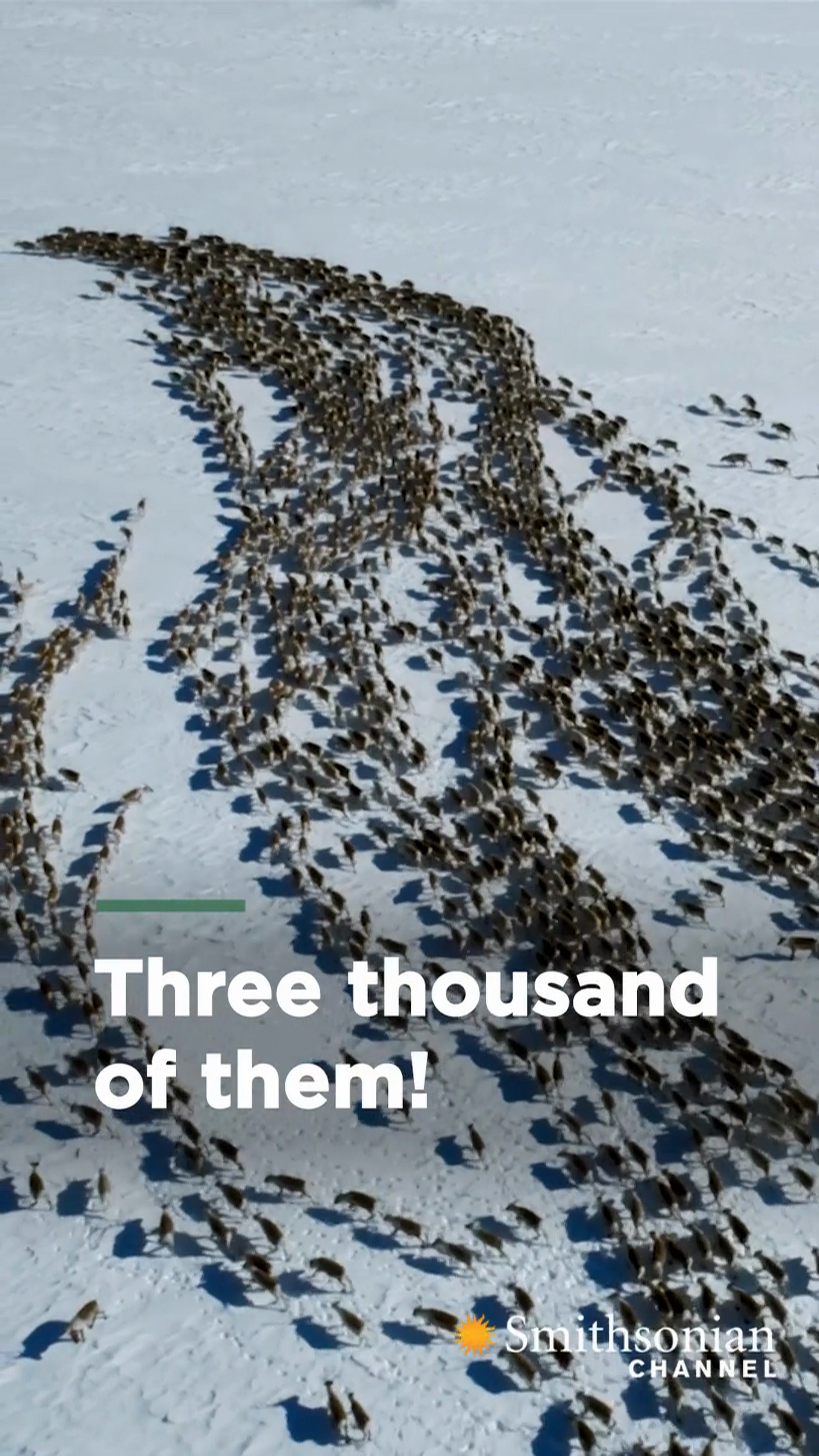 Mesmerizing Reindeer Cyclone Smithsonian Magazine