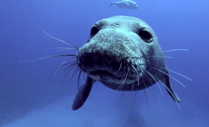Saving the Endangered Monk Seal Smithsonian Magazine