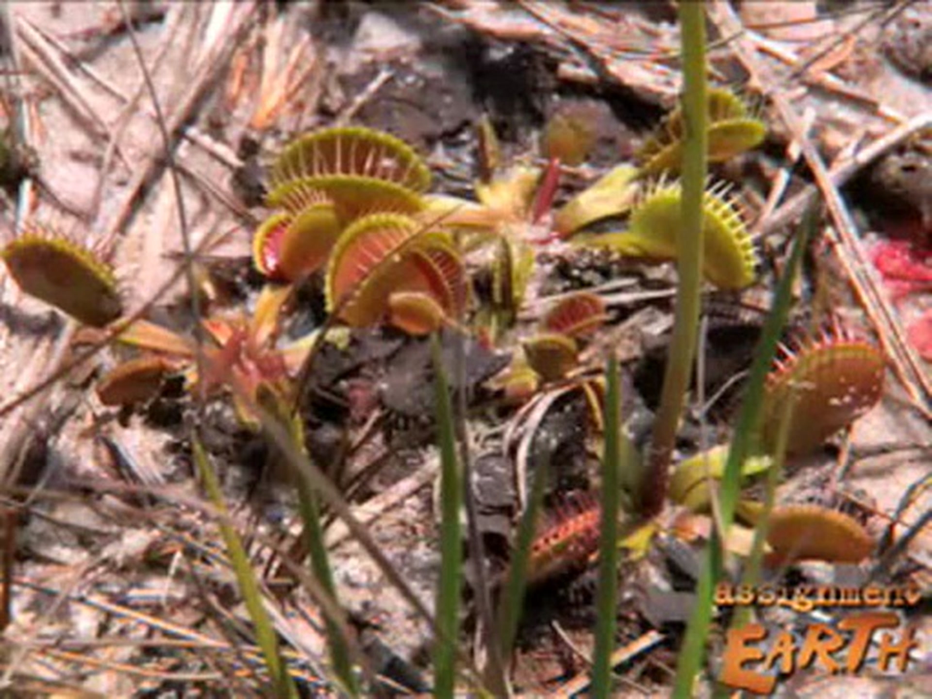 Poaching the Venus Flytrap Smithsonian Magazine