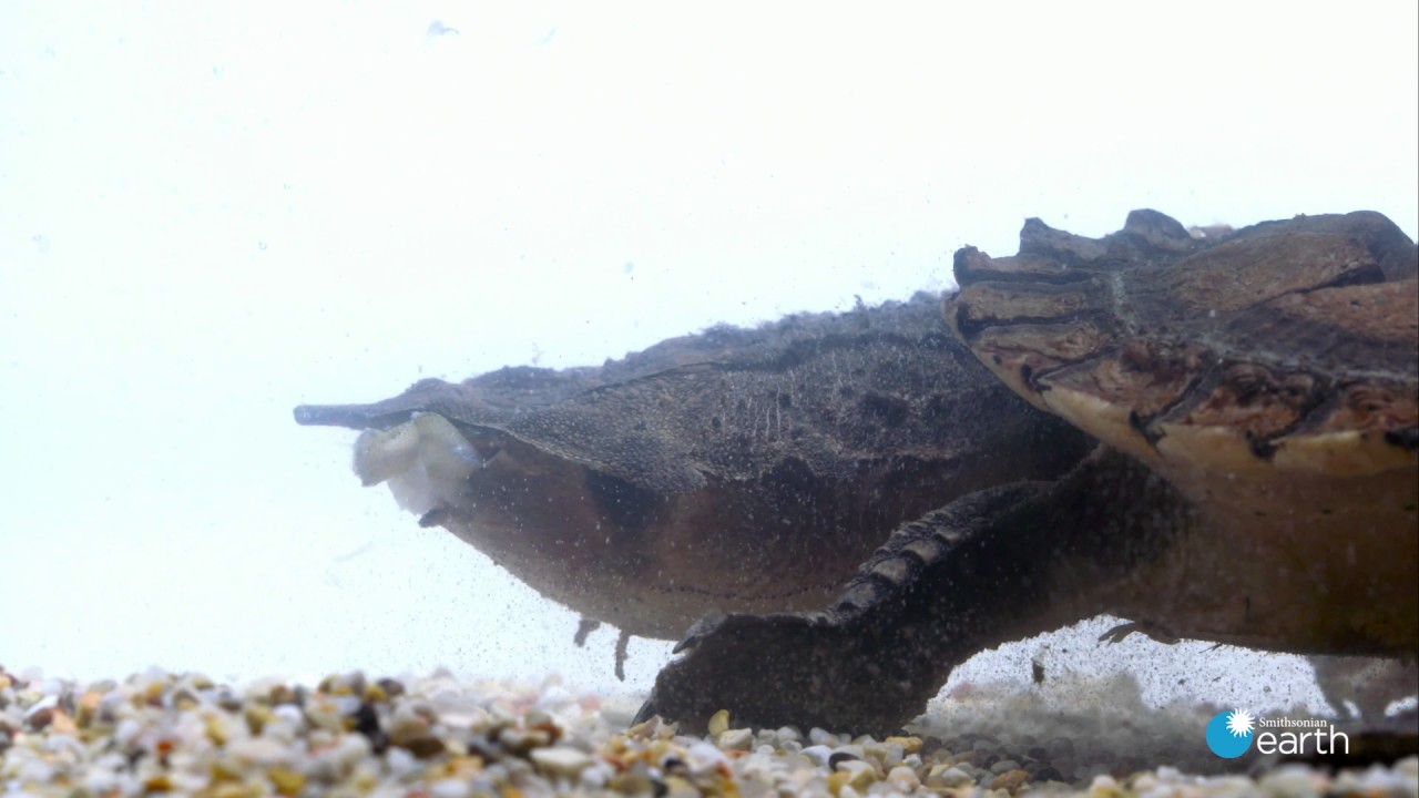 One of the Strangest, Stealthiest Turtles You've Ever Seen Smithsonian ...