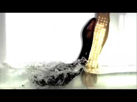 An Electric Eel Shocks a Fake Human Arm Smithsonian Magazine