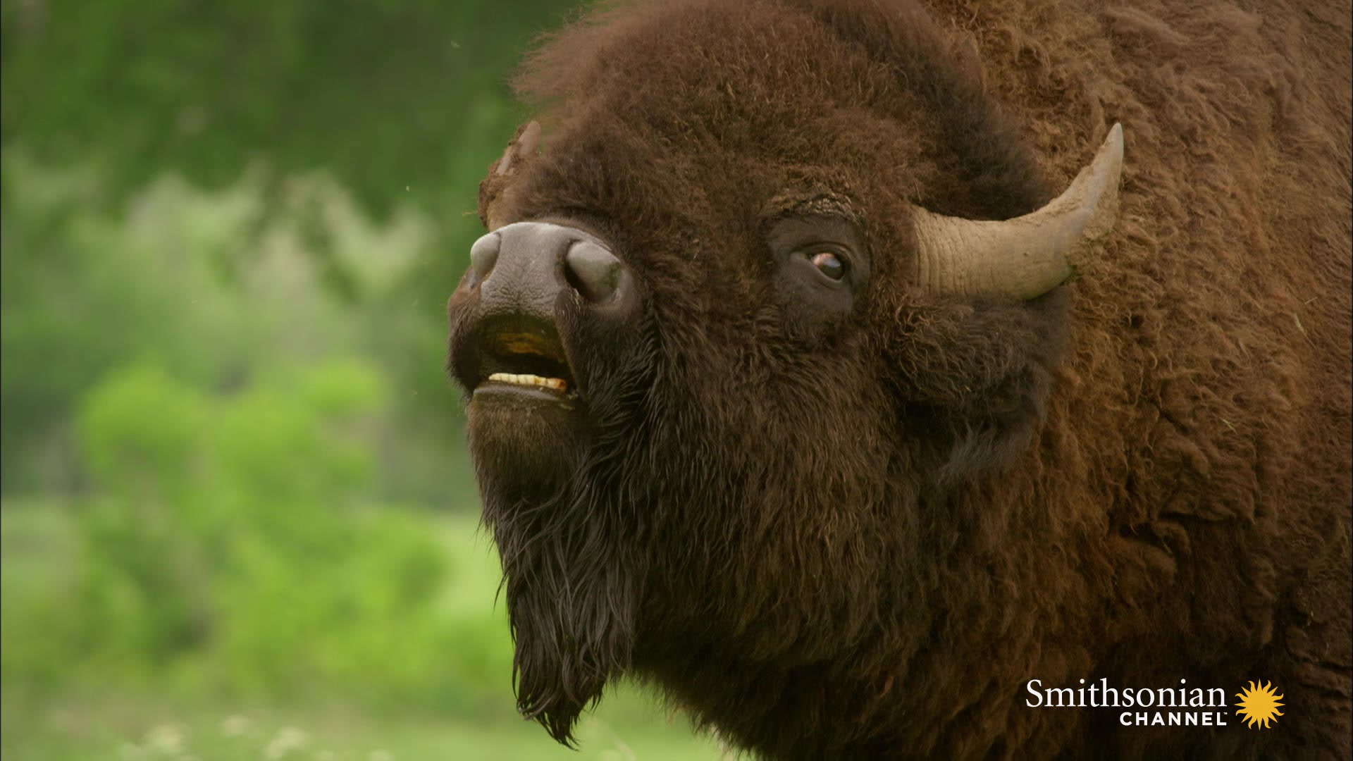 As the American Buffalo Declined, Its Symbolism Rose Smithsonian Magazine