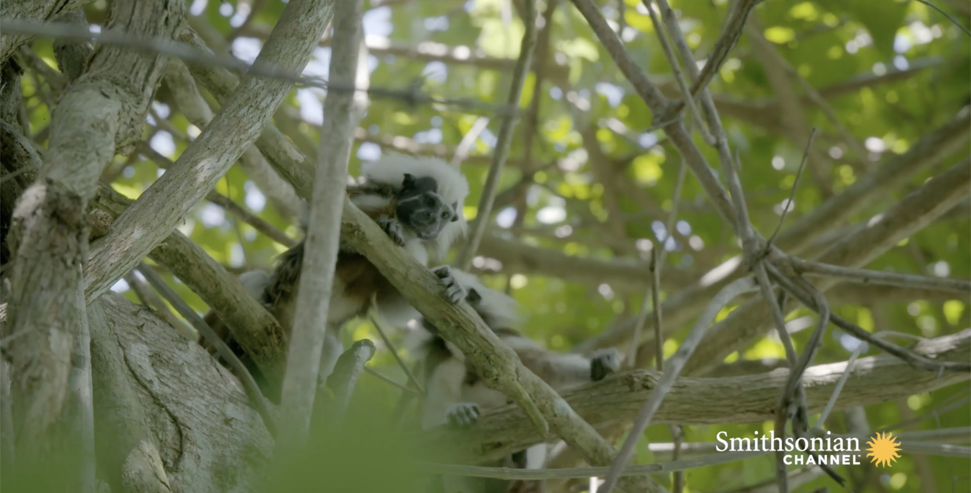 These Monkeys Have Complex Communication Skills Smithsonian Magazine