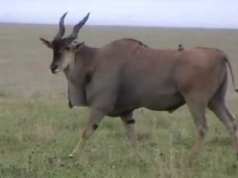 The Click of the Wild Eland Antelope Smithsonian Magazine